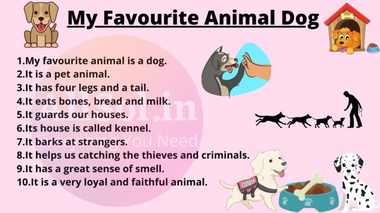 My Favourite Animal